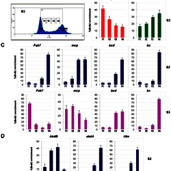 Different replication timing profiles at BX-C PREs in S2 and S3 cell lines.