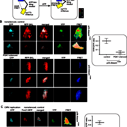 The cytosolic Pgk1 affects ATP accumulation within the tombusvirus ...