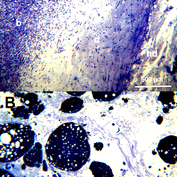 Histology of skin from moribund fish.