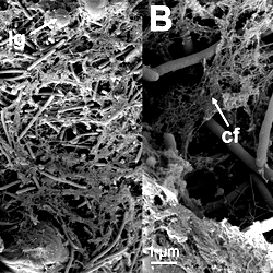 SEM micrographs of lesions from moribund fish.