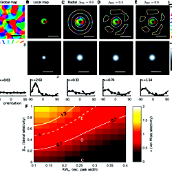 Effective orientation tuning of lateral connections dependent on model ...