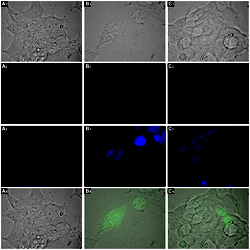 GFP activity driven by linear reporter plasmid.