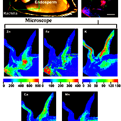 µ-XRF elemental maps of early stage rice seedlings after seed germination for 48
