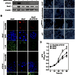 Knockdown of ATG10 restores Sox2-induced autophagy, cellular senescence ...