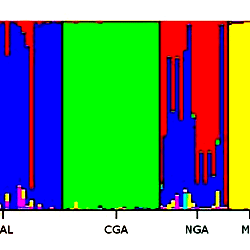 STRUCTURE bar graph with highly related individuals (MRB) removed.
