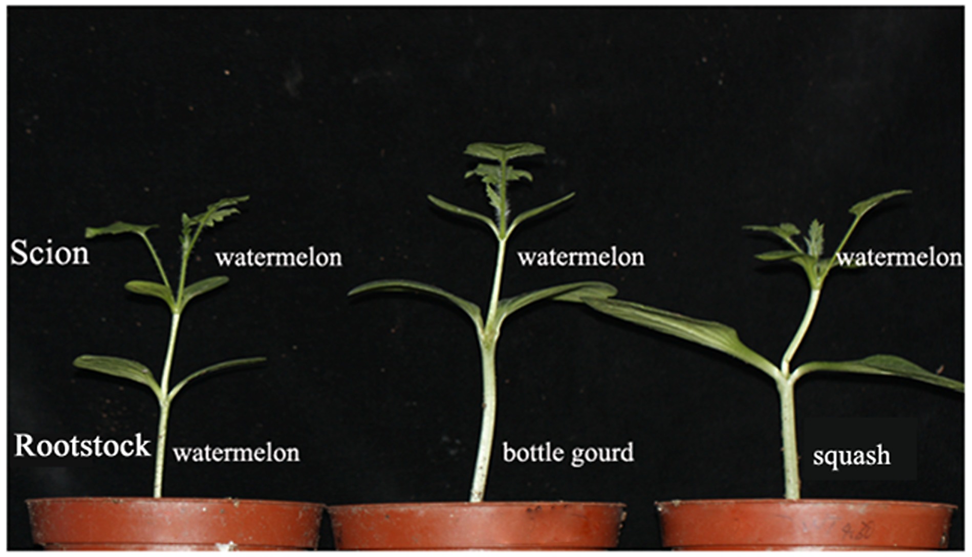 Watermelon Plant Stages