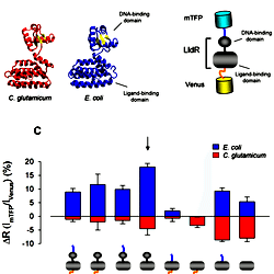 Laconic, a FRET lactate sensor based on the transcriptional regulator LldR.