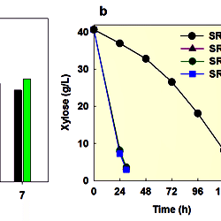 Evolution of the SR7 strain by serial subculturing on xylose.