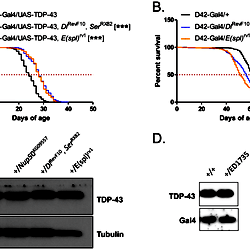 Effects of Notch pathway knockdown on D42-Gal4/UAS-TDP-43 and control ...