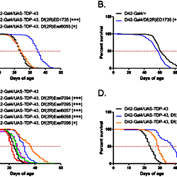 Analysis of chromosomal deficiency lines.
