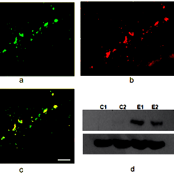 Confirmation of GFP expression by immunofluorescence and Western blot ...