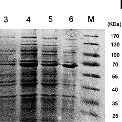 SDS-PAGE of TAT-LUC protein.