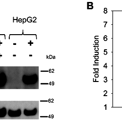 Reconstitution of TGFBR2 signaling.