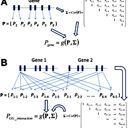 Graphical illustration of the framework of gene-based single-marker ...