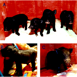 Banna miniature inbred pigs cloned by SCNT.