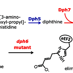 Model for the diphthamide pathway incorporating the proposed novel ...