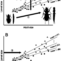 Schematic diagram showing analyses of species with n larval instars.