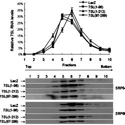 Effects of the 7SL RNA fragments on the formation of the SRP complex.