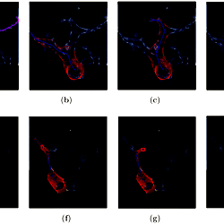 Examples of identified branch routes.