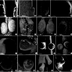 Continuation of Fig 4.