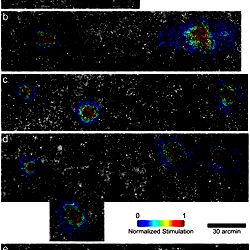 Retinal imagery overlaid with contour maps showing stimulated cones.