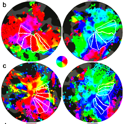 Phase maps and corresponding visual areas.