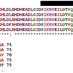 Multiple sequence alignment of the five ACP domains.