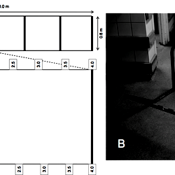 Schematic drawing of the sample transects and the video sled.