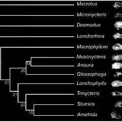 Cladogram reconstructed from [22], [28]–[29] for phyllostomid bats ...