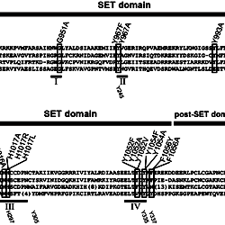 Alignment of SET domain methyltransferase proteins.
