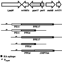 Maps of the PE11-PPE17 encoding region and of their derivatives used ...