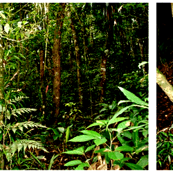 Photographs showing the typical structure of the (a) forest, (b ...