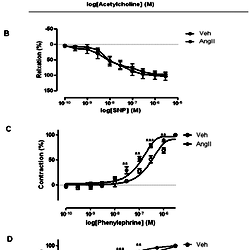 AngII infusion alters aortic relaxations and contractions in ApoE−/− mice.