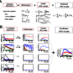 System identification by the nonlinear ARX model.