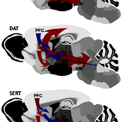 Schematic representation shows PFC associated circuits are somewhat ...