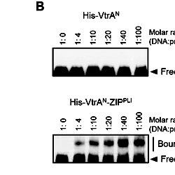 Oligomerization of the N-terminal DNA-binding region of VtrA is ...