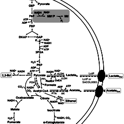 Scheme of central carbon metabolism in S. aureus COL-S.