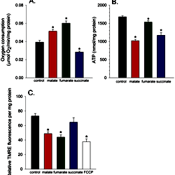The effect of malate, fumarate, and succinate on respiration, ATP, and ...