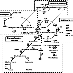 Hepatic C1-metabolism with pathways and operating enzymes.