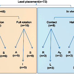 Illustration of the lead location in each group.