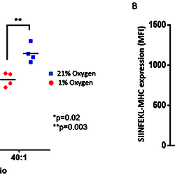 Hypoxia-mediated downregulation of MHC class I expression impairs ...