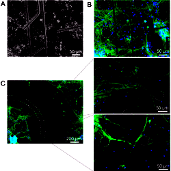 Neuron network development on mono-cultured and co-cultured MEAs.