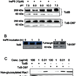 Enzymatic activities of TcdB and TxB-D97.