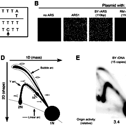 Difference in rDNA origin activity in the RM and BY rDNA loci.