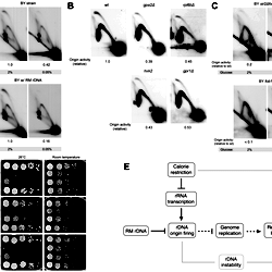 rDNA origin activity is reduced by caloric restriction.