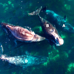 Example of four bowhead whales (Balaena mysticetus) with mottled skin ...