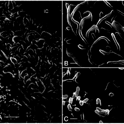 Detail from Fig. 6A showing the principal cell (PC) and an intercalated ...