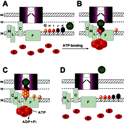 A proposed model of the type II secretion system depicting secretion ...