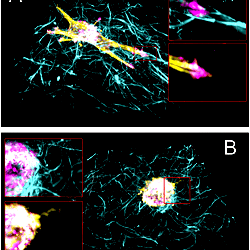 3D views of example fixed cells.