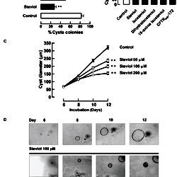 Effect of steviol and its derivatives on cyst progression in MDCK cyst ...